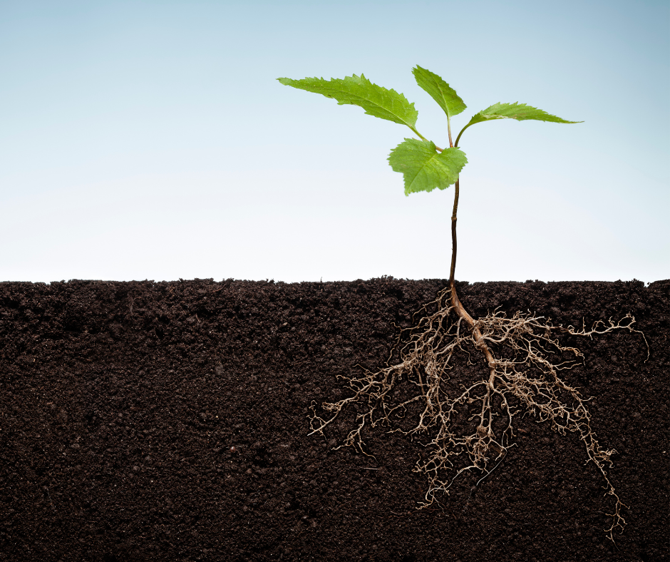 Phytoremediation Of Heavy Metal Contaminated Soils